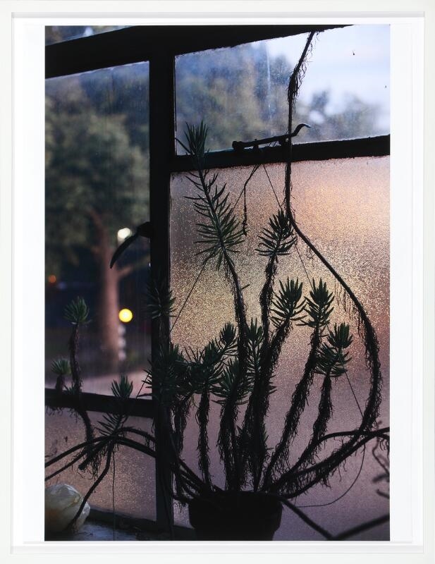 Wolfgang Tillmans | “Conor plant, dusk” (2011) | MutualArt