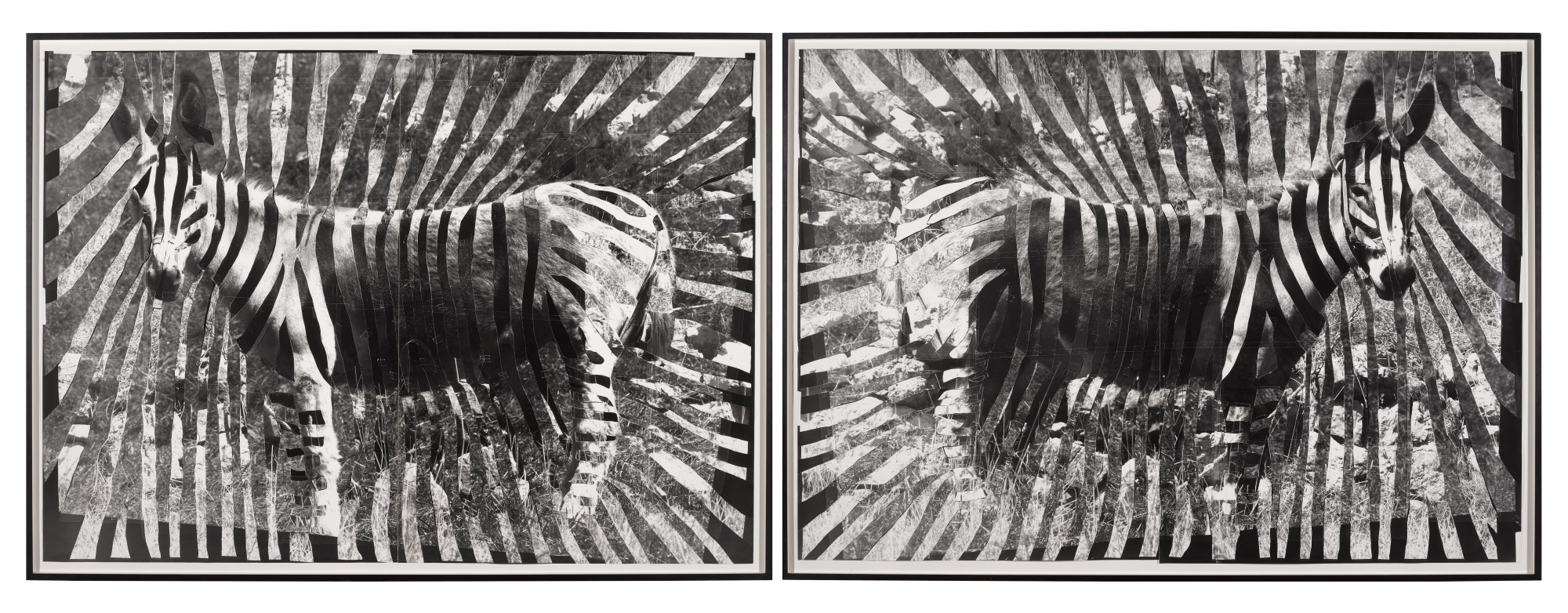 Shannon Bool | Gaza Zebras | MutualArt