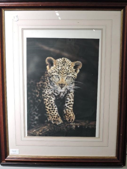 Steven Townsend | baby cheetah | MutualArt