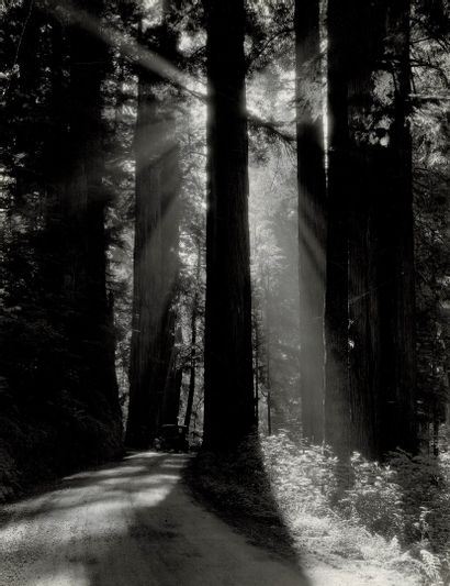 Gabriel Moulin | Redwood forests (1933) | MutualArt
