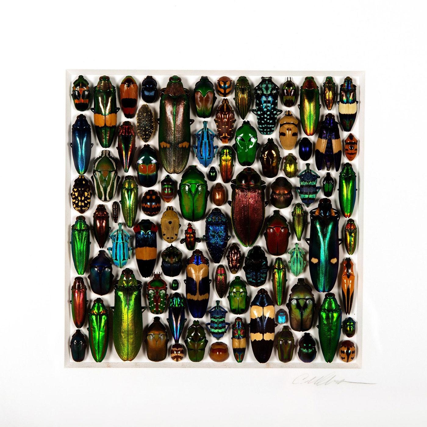 Christopher Marley | COLEOPTERA MOSAIC | MutualArt