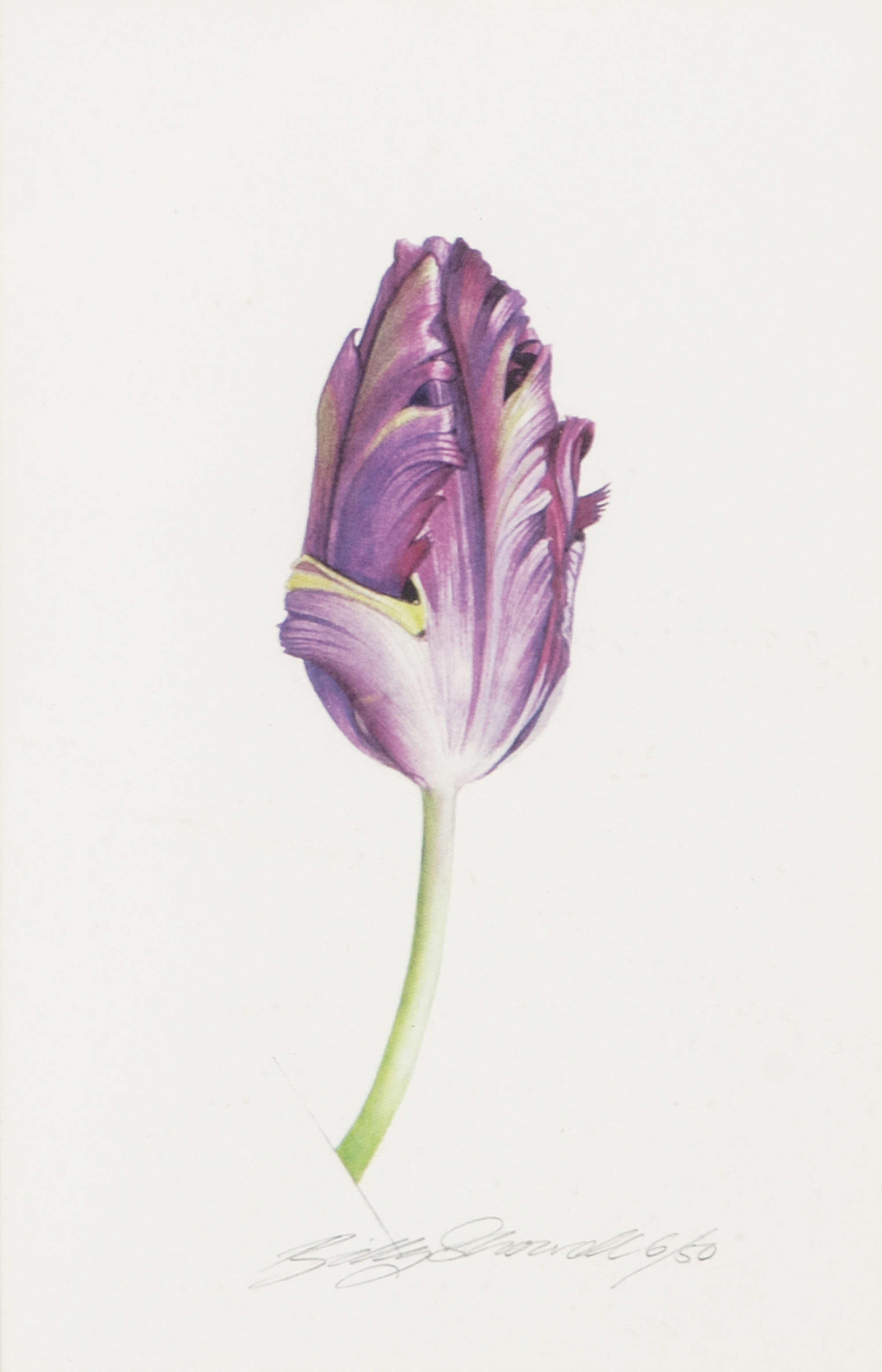 Billy Showell | Botanical Studies | MutualArt