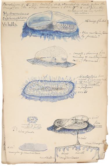 Gulielma Lister | 1 Artworks at Auction | MutualArt