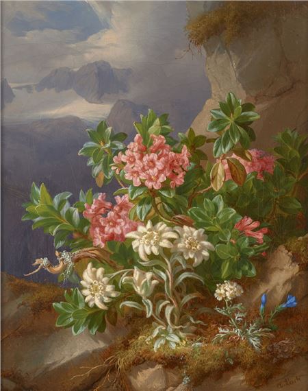 Andreas Lach | Edelweiss et fleurs de montagne devant un glacier ...