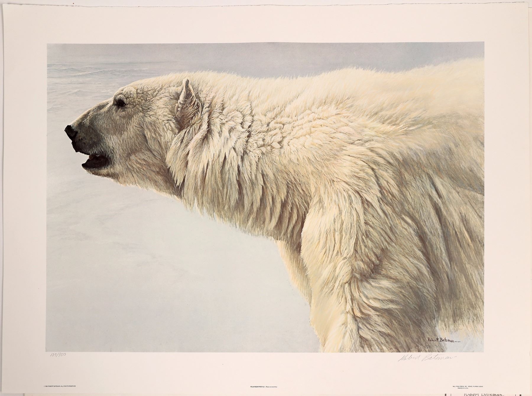 Bear Profile Drawing