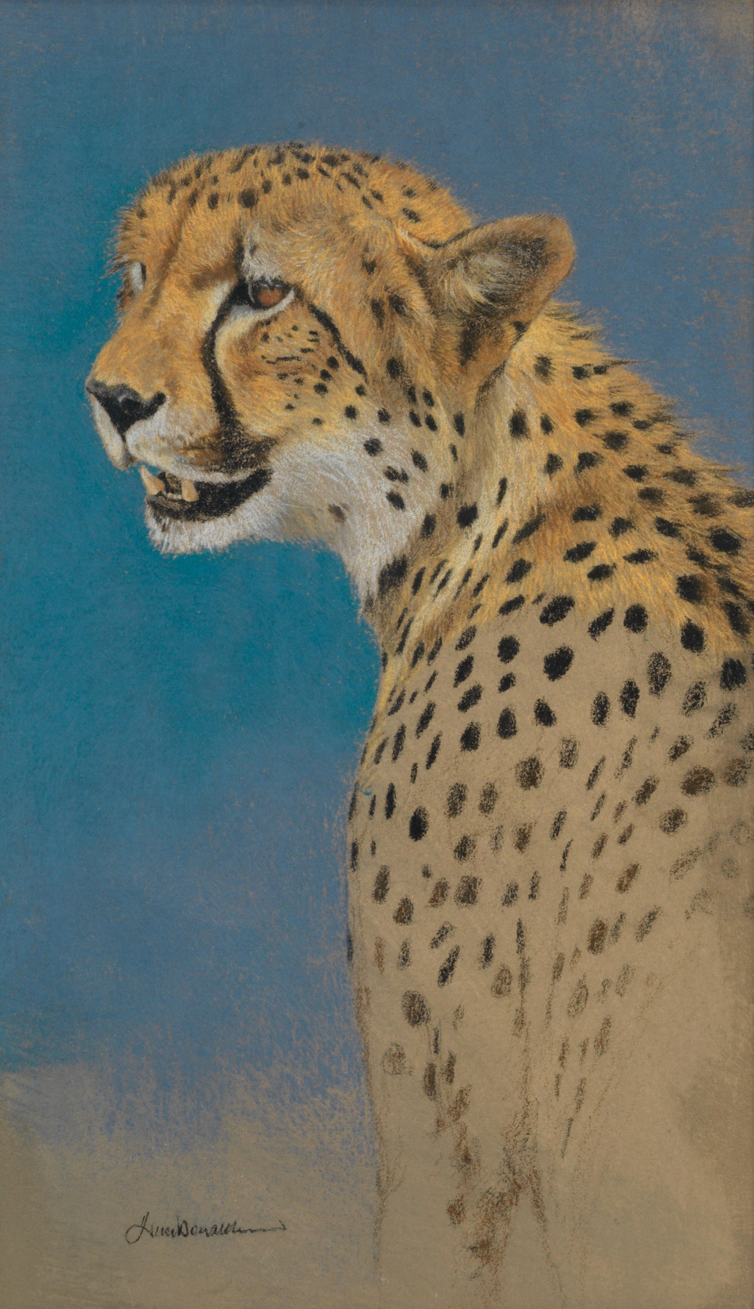 Kim Donaldson | Head study of a cheetah | MutualArt