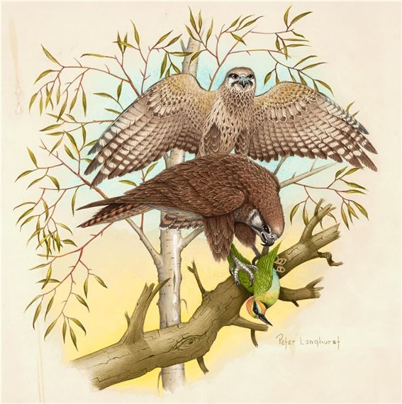Peter Longhurst | Brown Falcon Hunting Rainbow Bee Eaters (1988 ...