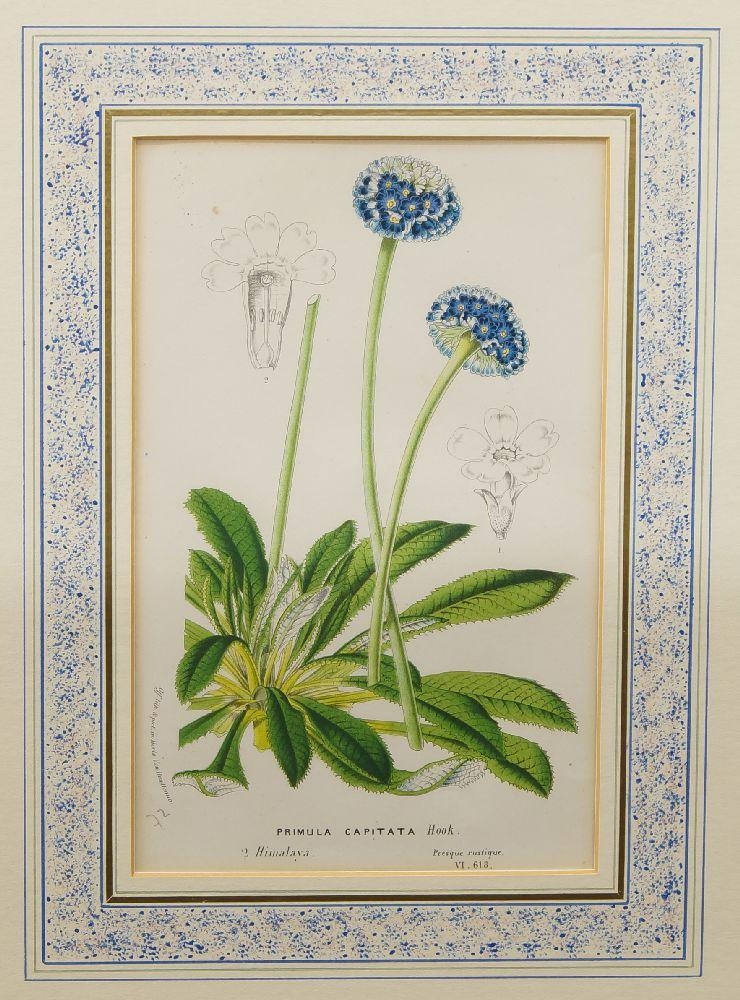 James Sowerby | English Botany (1863 - 1873) | MutualArt