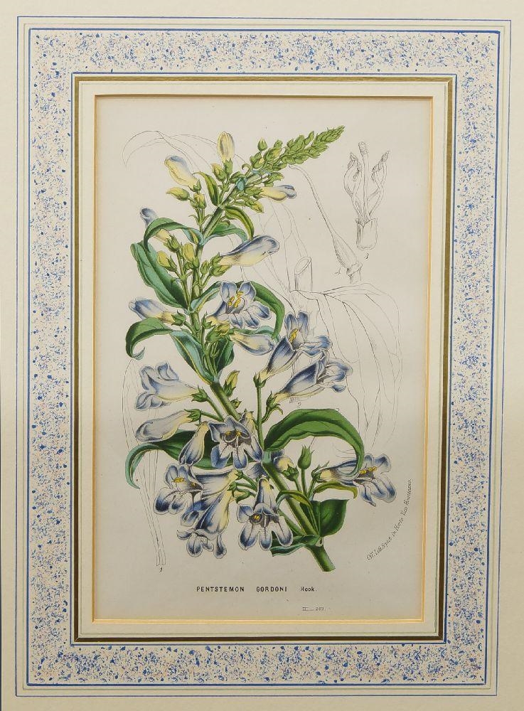 James Sowerby | English Botany (1863 - 1873) | MutualArt