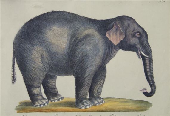 Karl Joseph Brodtmann | Der asiatische Elephant (Das Machen) Elephantus ...