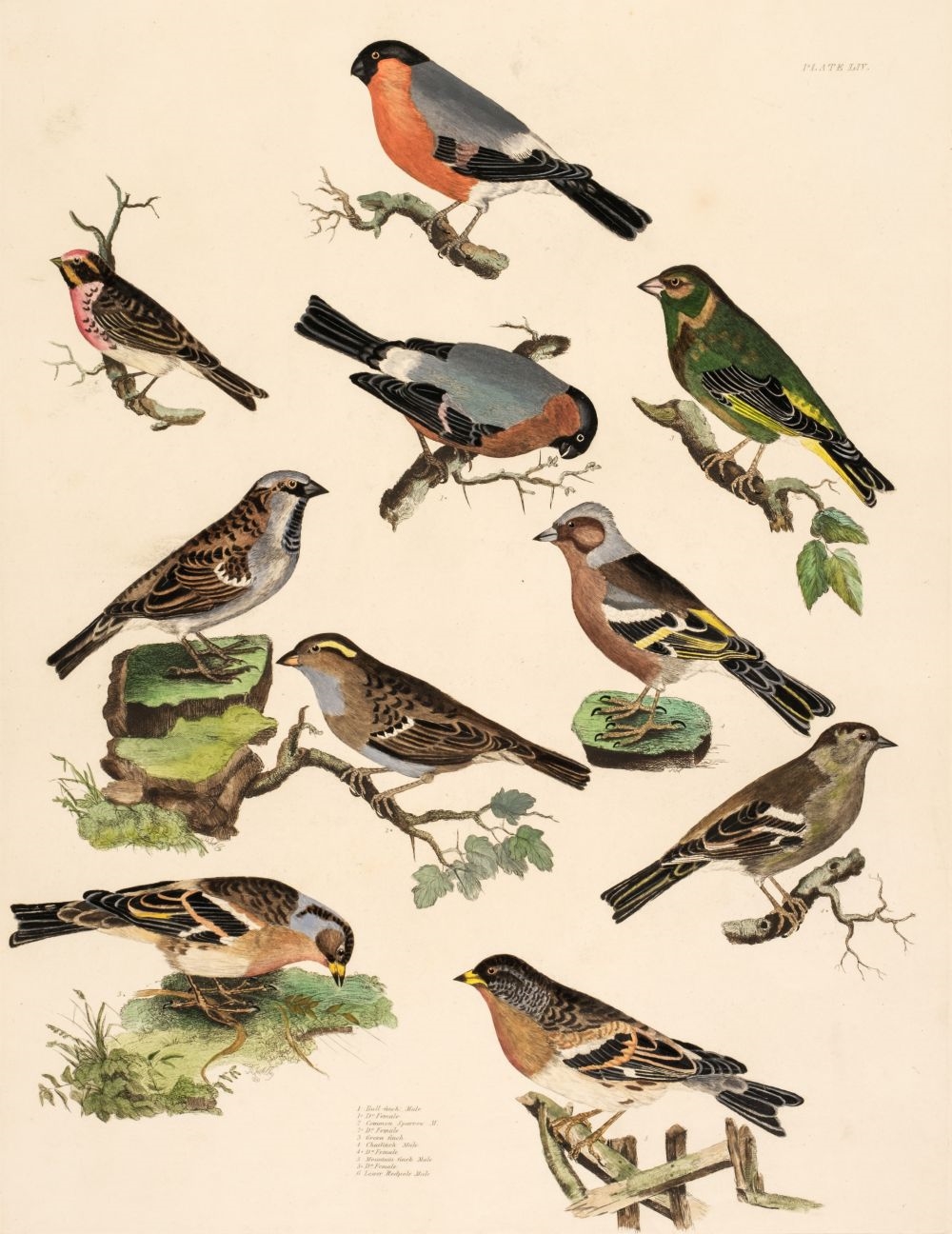 Prideaux John Selby | A collection of twenty-five engravings of British ...