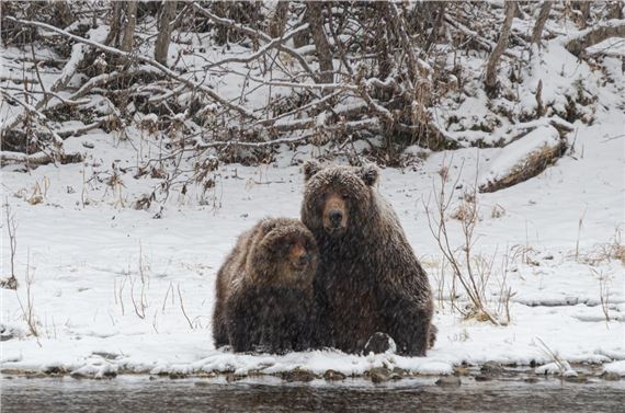 Stephen Gorman | Artist Overview | MutualArt