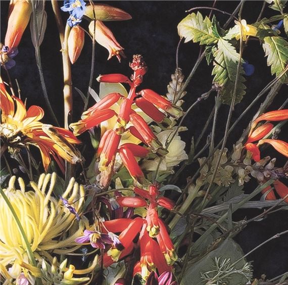 Andrew Putter | Detail of a sketch for Flora Capensis (2008 - 2014 ...