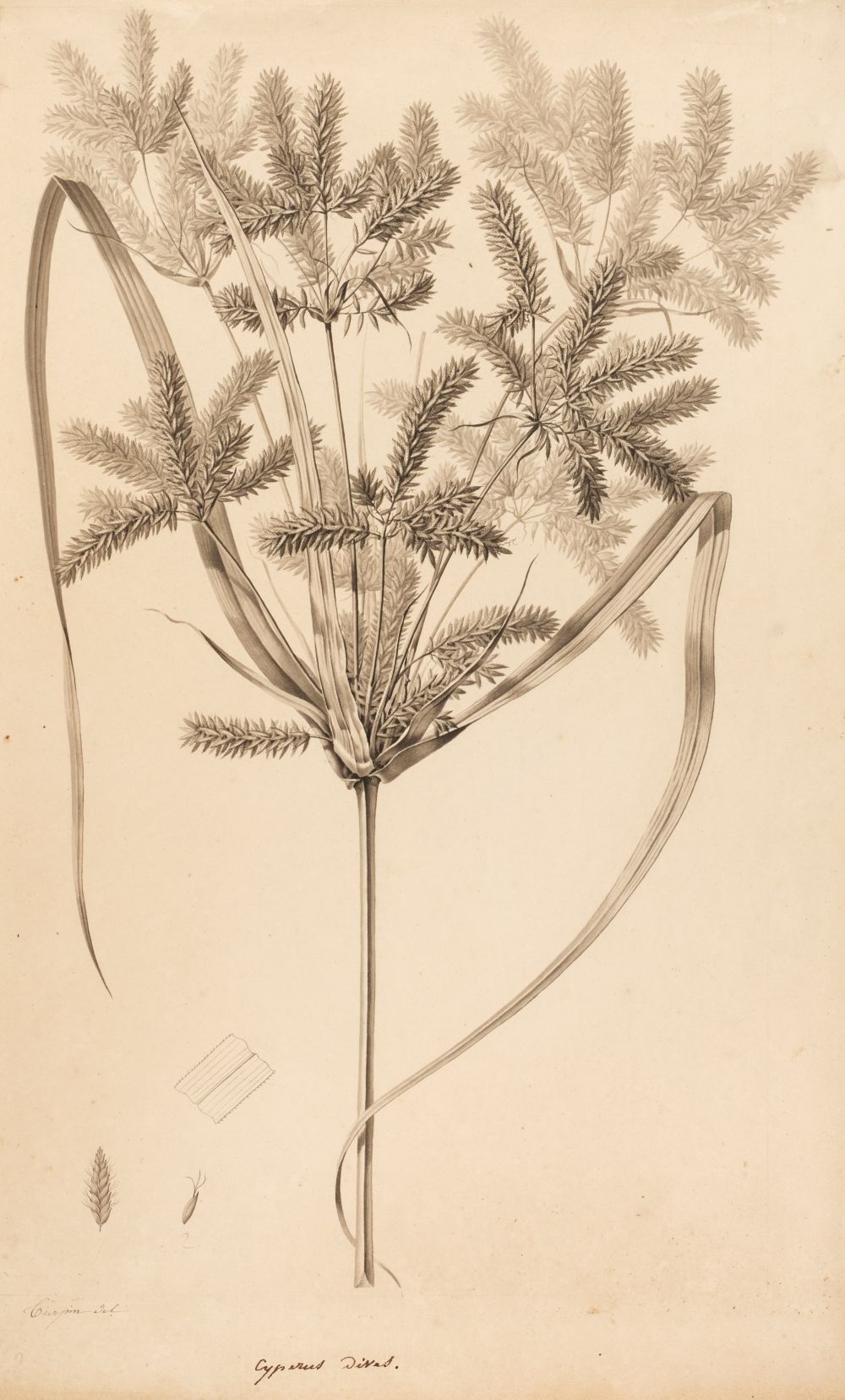 Pierre-Jean-François Turpin | Cyperus Dives (1808) | MutualArt