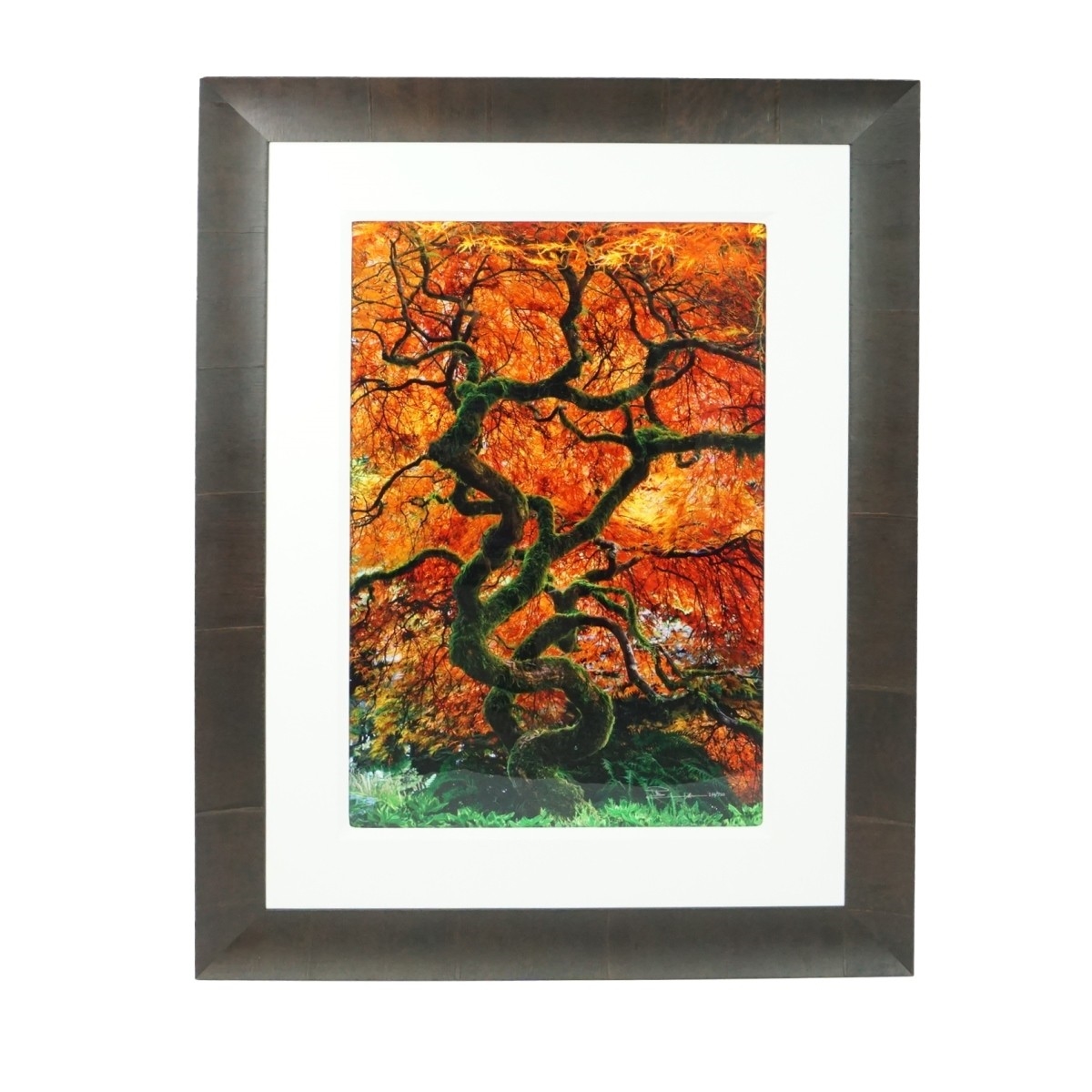 Peter Lik | Infinity Tree | MutualArt