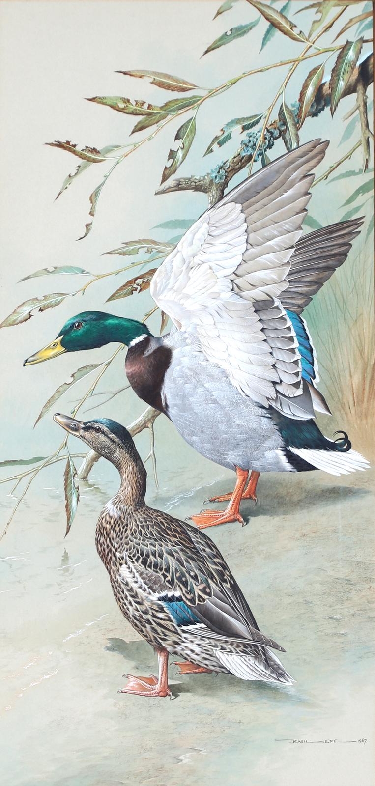 Basil Ede | Mallards (1967) | MutualArt