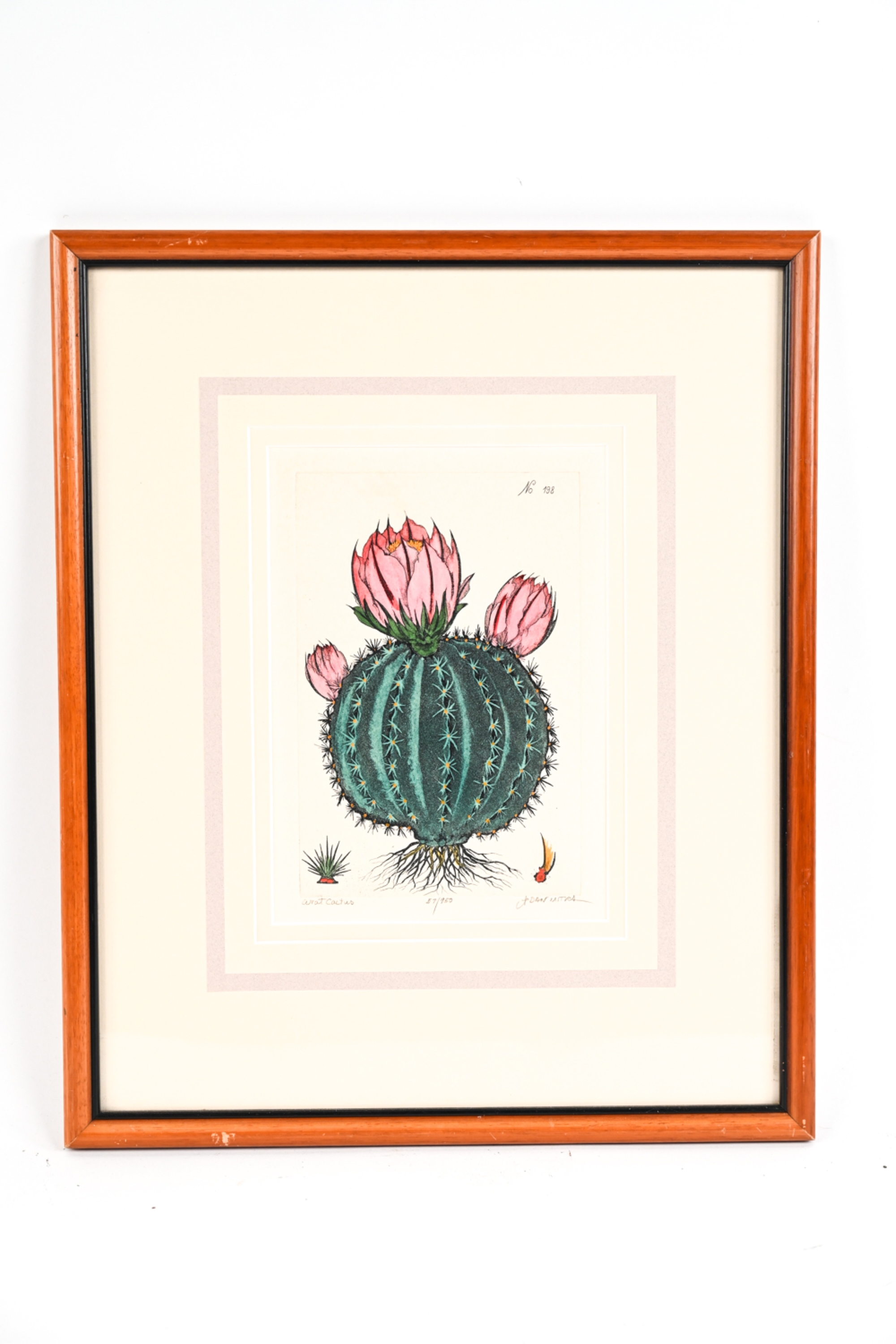 Dan Mitra | BOTANIAL ETCHING Wrat Cactus | MutualArt
