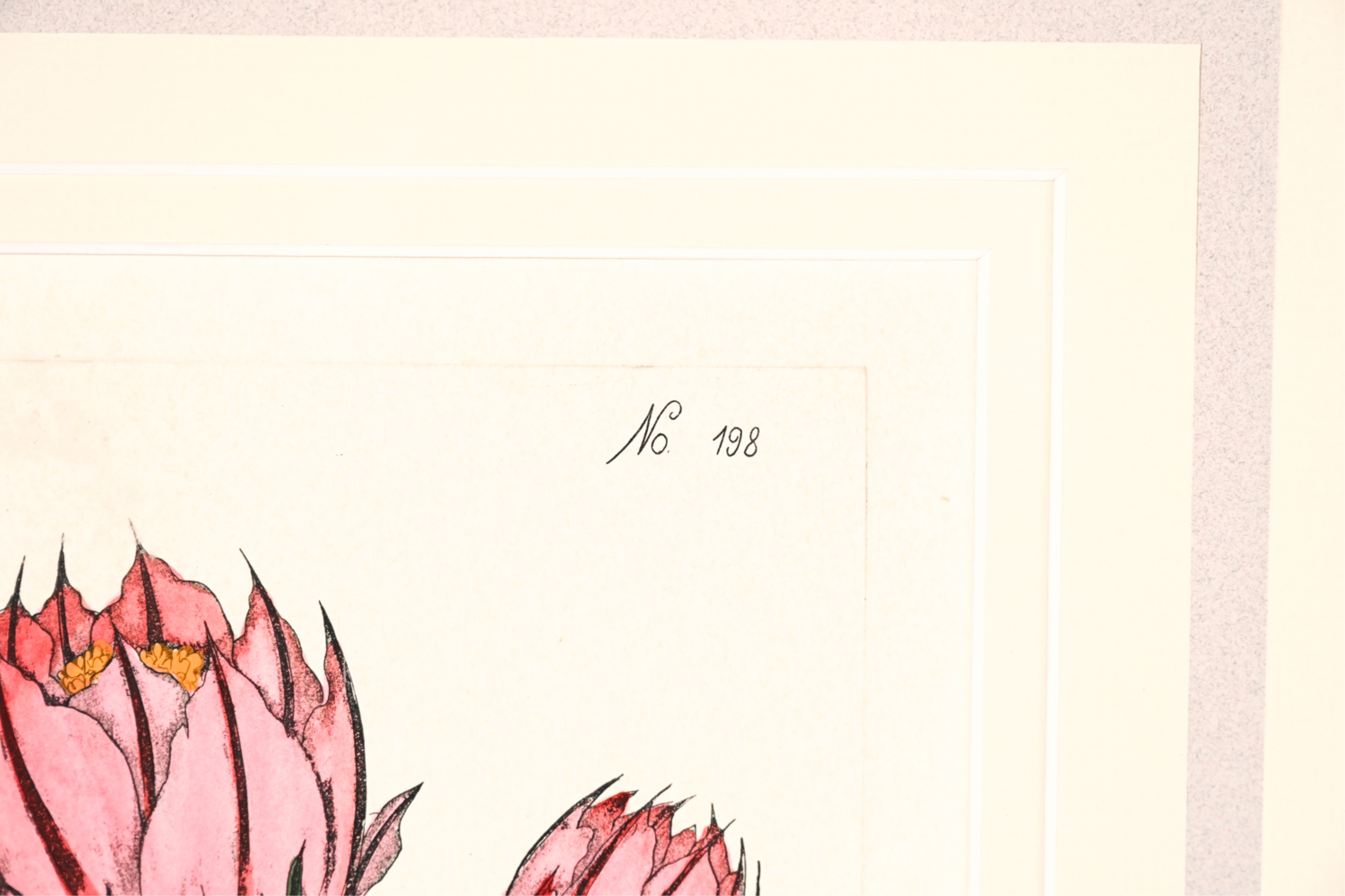 Dan Mitra | BOTANIAL ETCHING Wrat Cactus | MutualArt