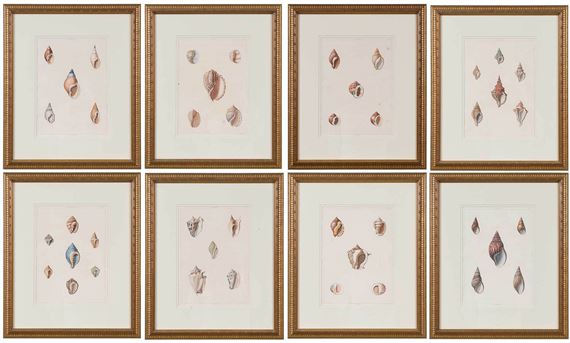 George Perry | Conchology | MutualArt