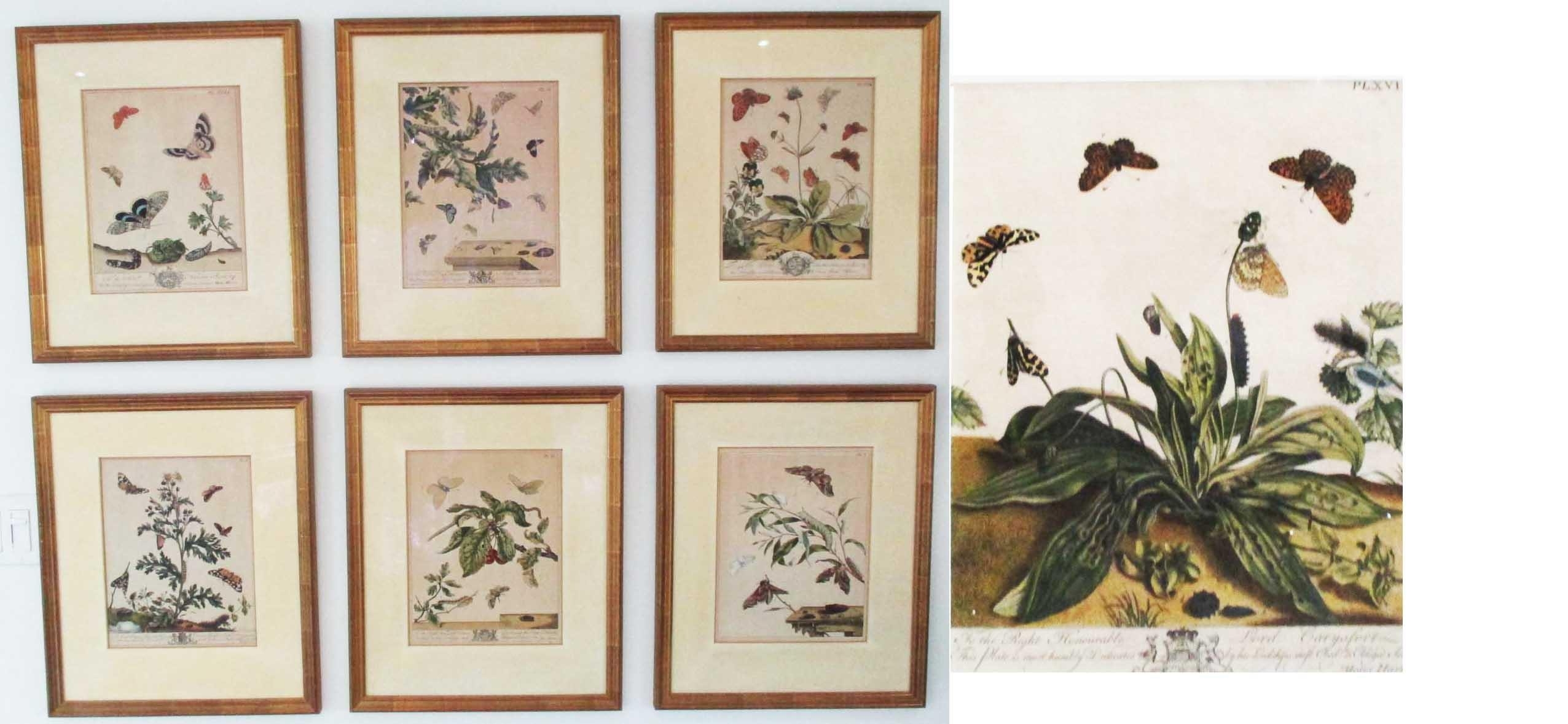 Moses Harris | Collection de 7 gravures anciennes colorées à la main ...