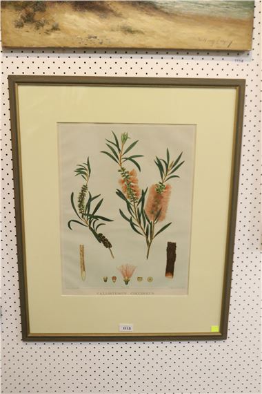 Rosa Fiveash | Callistemon Cocineus Original Artwork | MutualArt