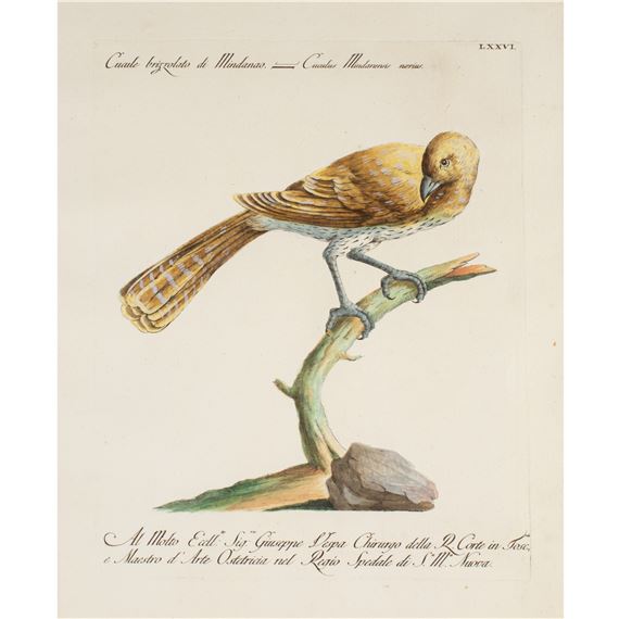 Saverio Manetti | Cucule brizzolato di Mindanao (A female or juvenile ...