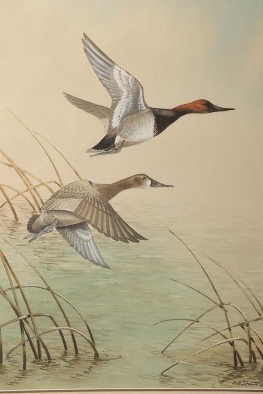 Angus Shortt | Ducks taking off | MutualArt