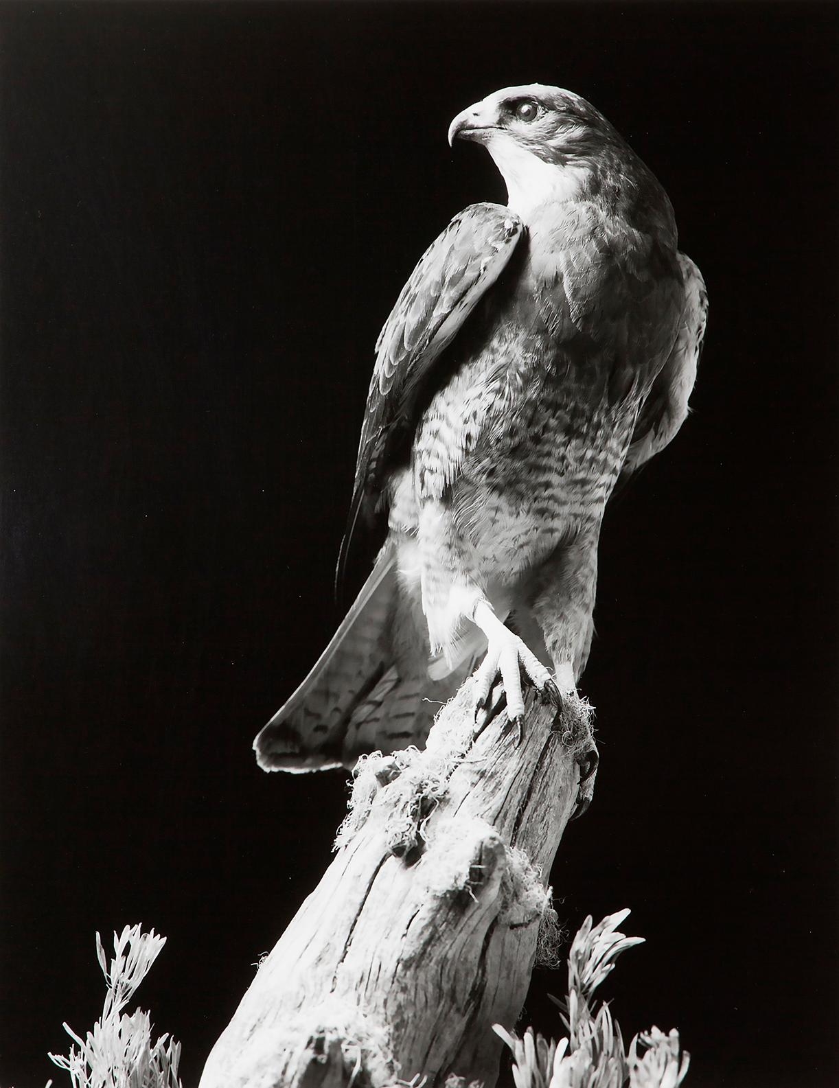 Pierre Charrier | Hawk ST 613E (1993) | MutualArt