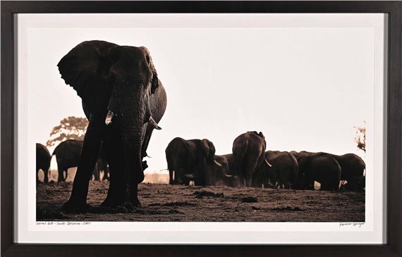 Graham Springer | Performance at Auction | MutualArt