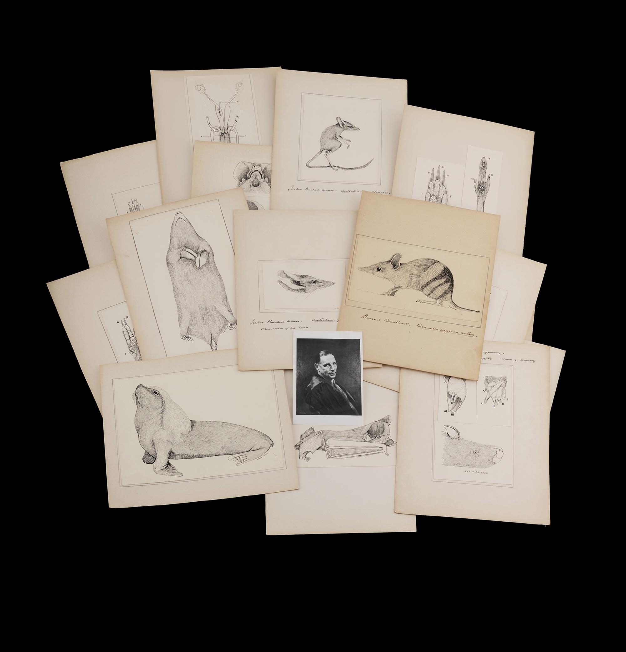 Frederic Wood Jones | Mammals of South Australia. | MutualArt