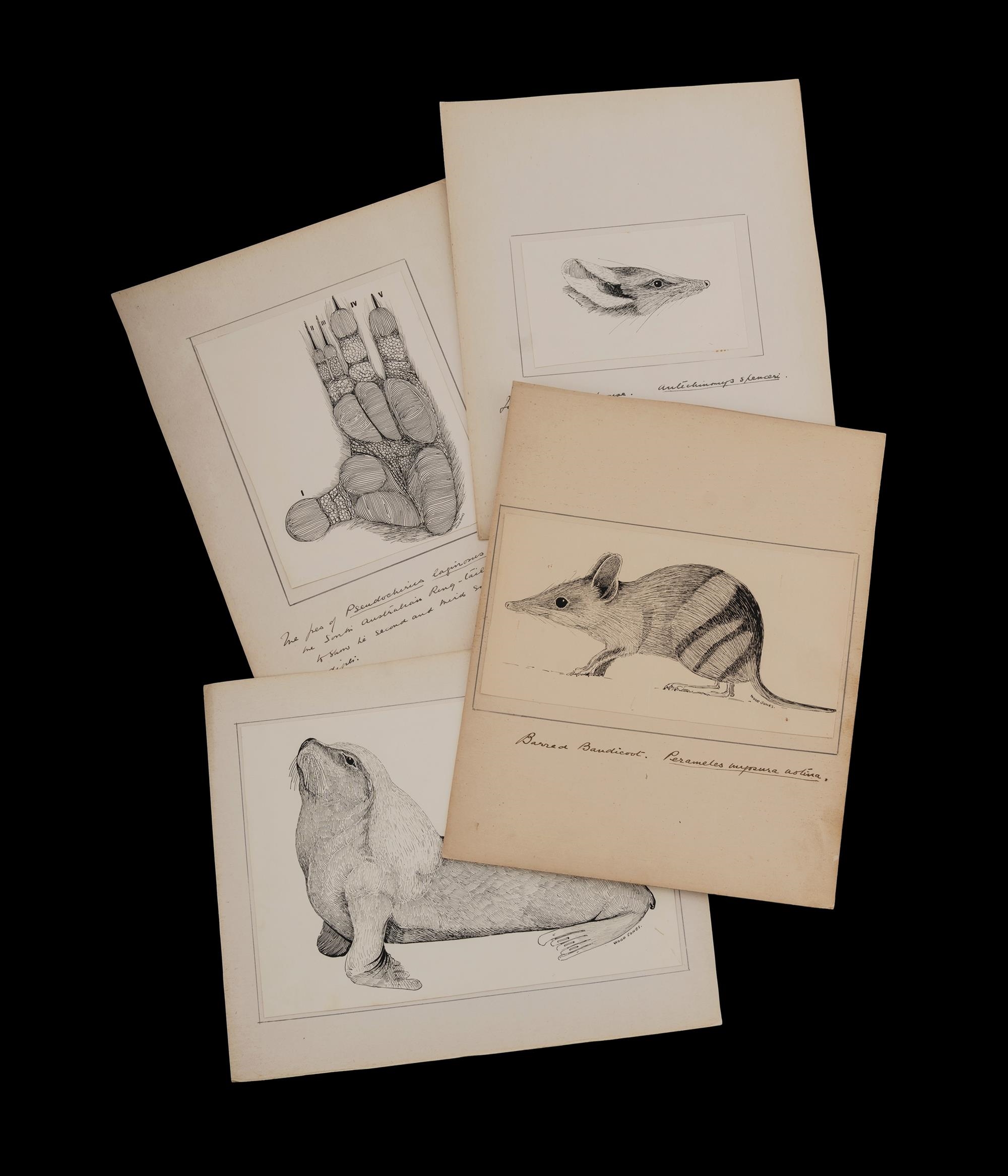 Frederic Wood Jones | Mammals of South Australia. | MutualArt