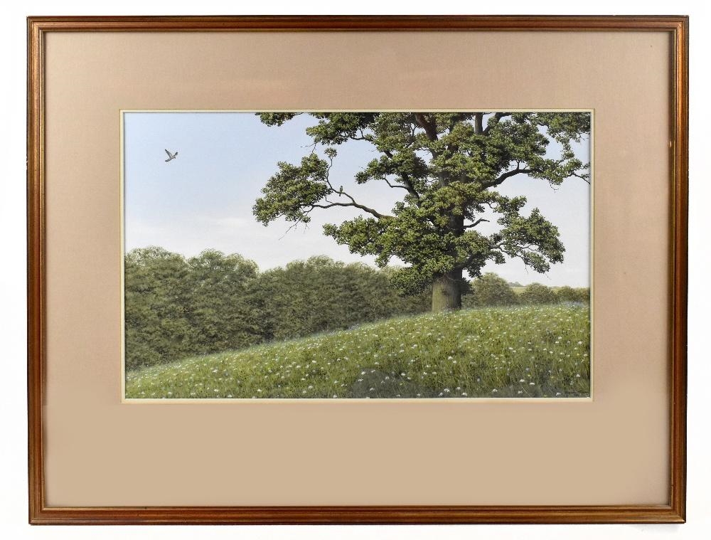 Simon Turvey | study of a kestrel in fligh | MutualArt