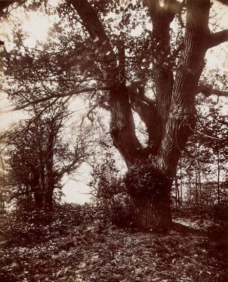Eugène Atget | Châtaigniers (Chestnut Trees) | MutualArt
