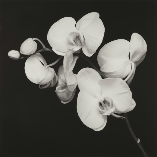 Robert Mapplethorpe | Flowers (1982) | MutualArt