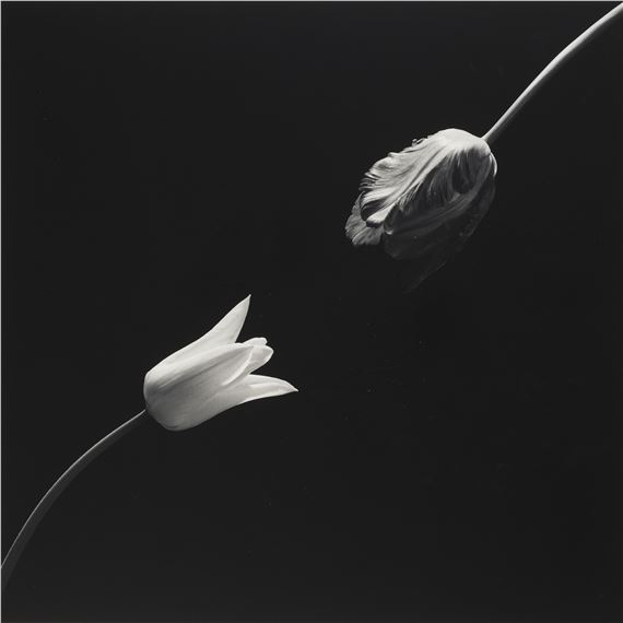 Robert Mapplethorpe | Tulips, 1984 (1984) | MutualArt