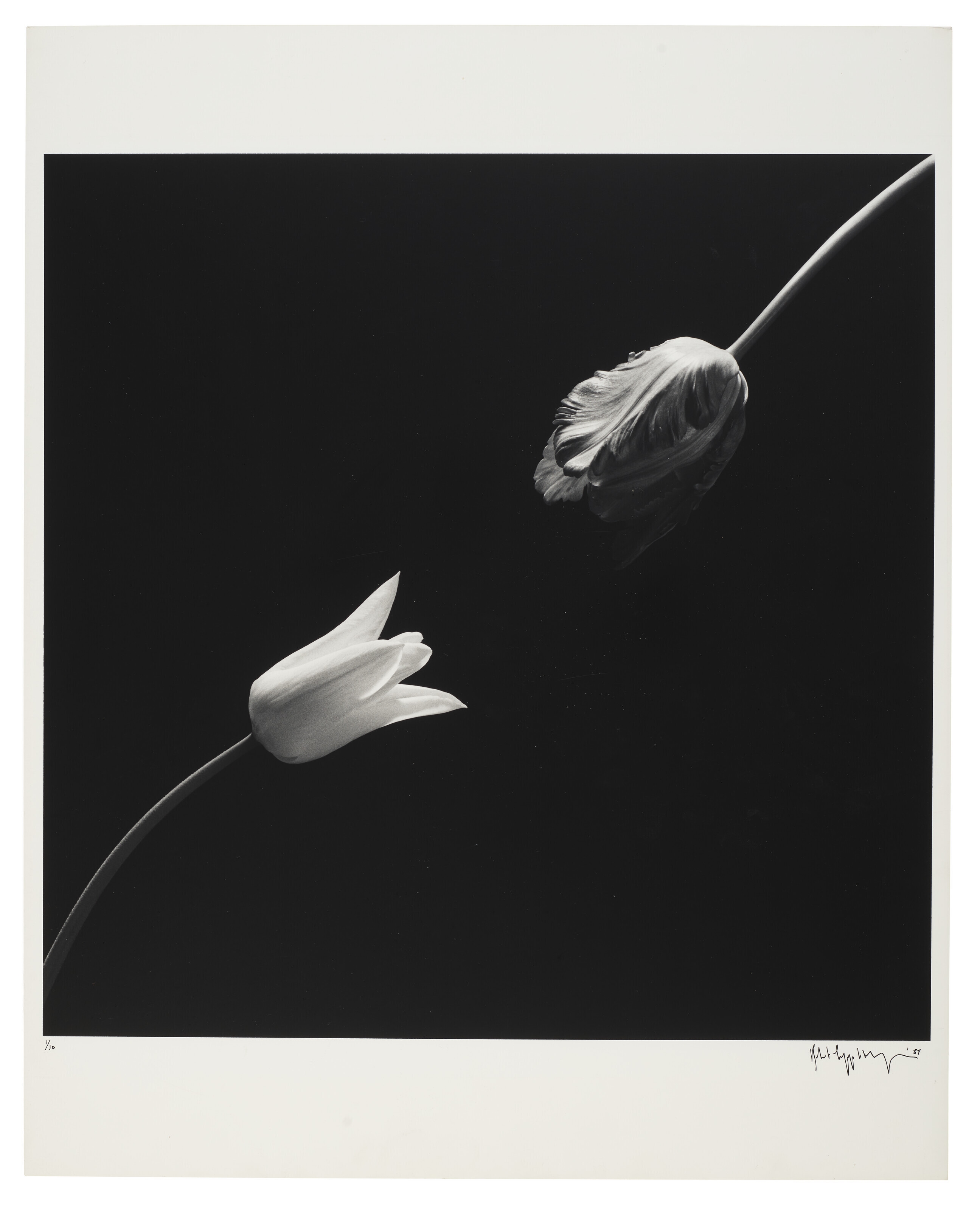 Robert Mapplethorpe | Tulips, 1984 (1984) | MutualArt