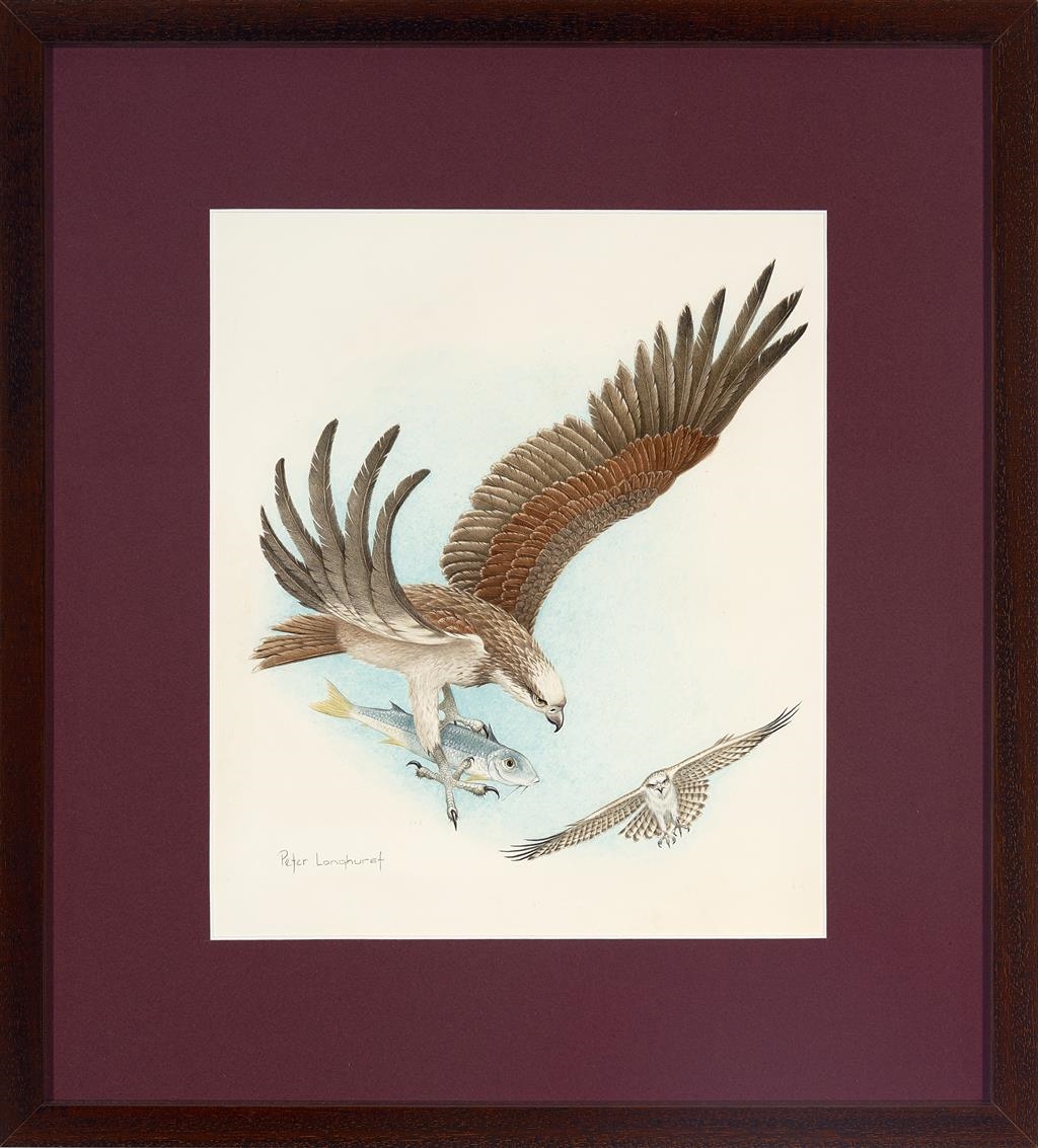 Peter Longhurst | Australian Eastern Osprey Hunting Fish | MutualArt