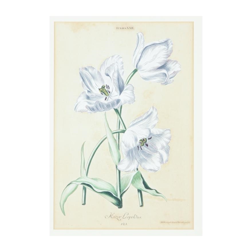 Christoph Jacob Trew | TULIP PRINT | MutualArt
