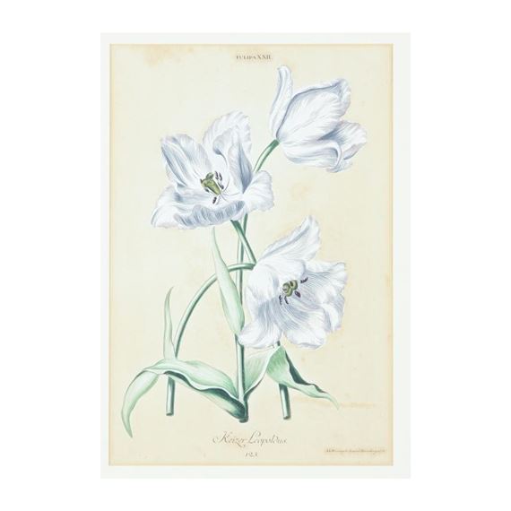 Christoph Jacob Trew | TULIP PRINT | MutualArt