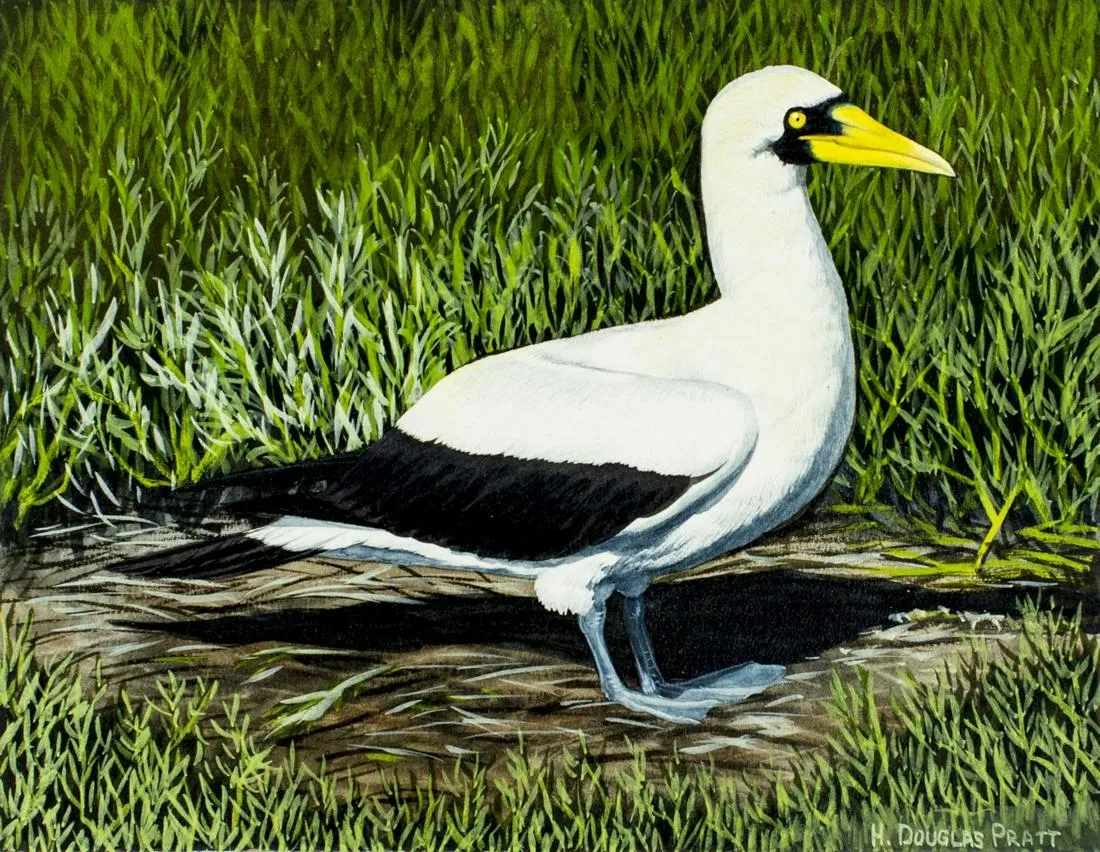 Masked Booby