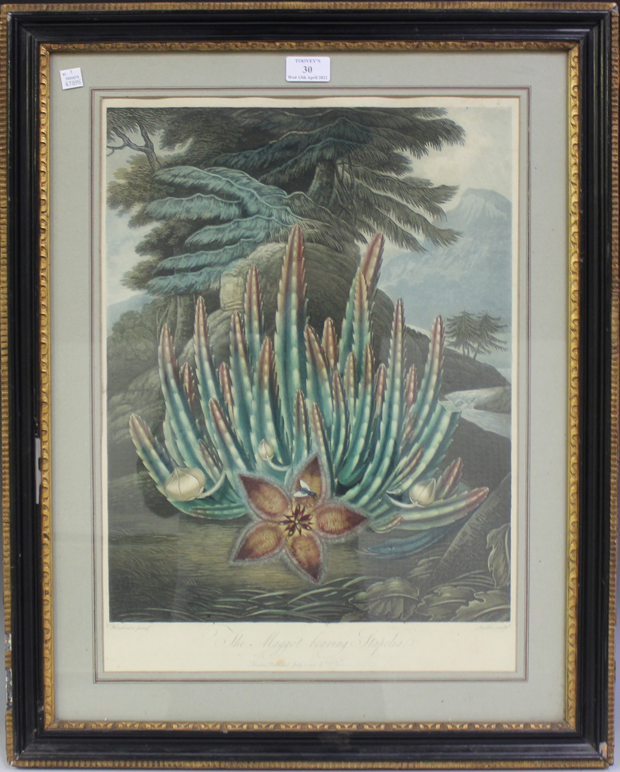 Joseph Constantin Stadler | The Maggot-bearing Stapelia (Circa 1801 ...