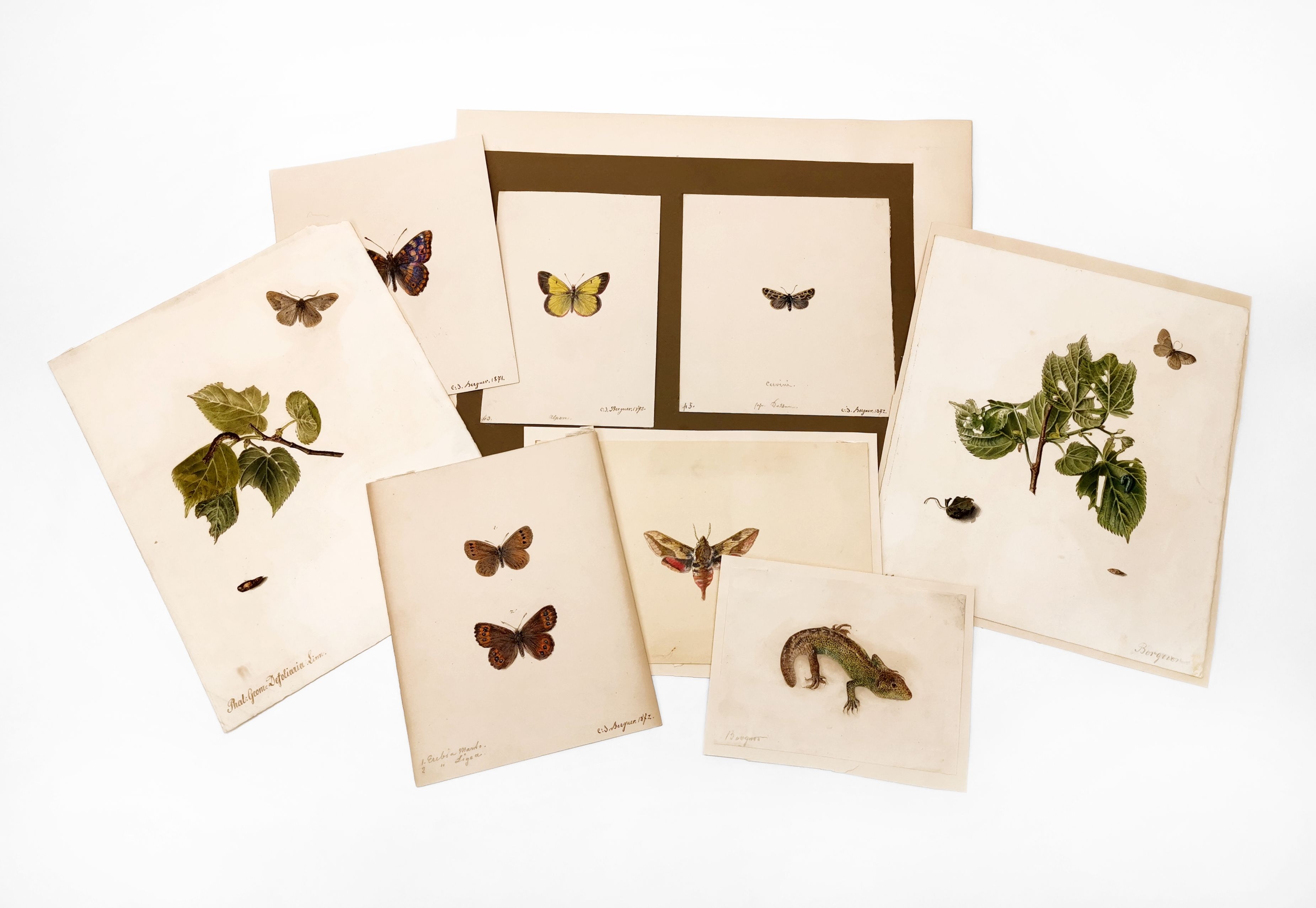 Jacob Christian Bergner | Collection de huit croquis d'insectes et ...