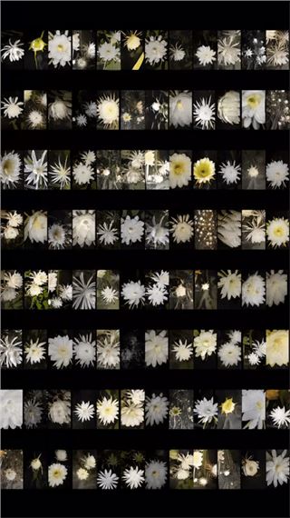 Anna Ridler | 5 Artworks at Auction | MutualArt