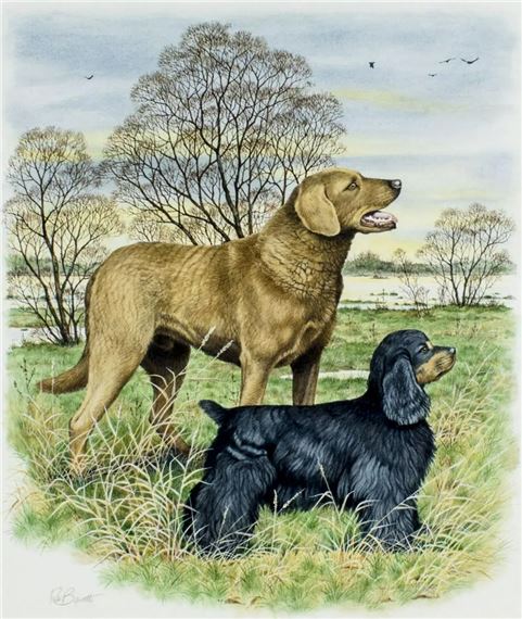 Tweed Water Spaniel