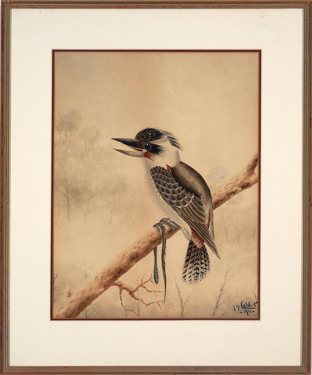H. Hepburn Calvert | Kookaburra with Dead Snake (1911) | MutualArt