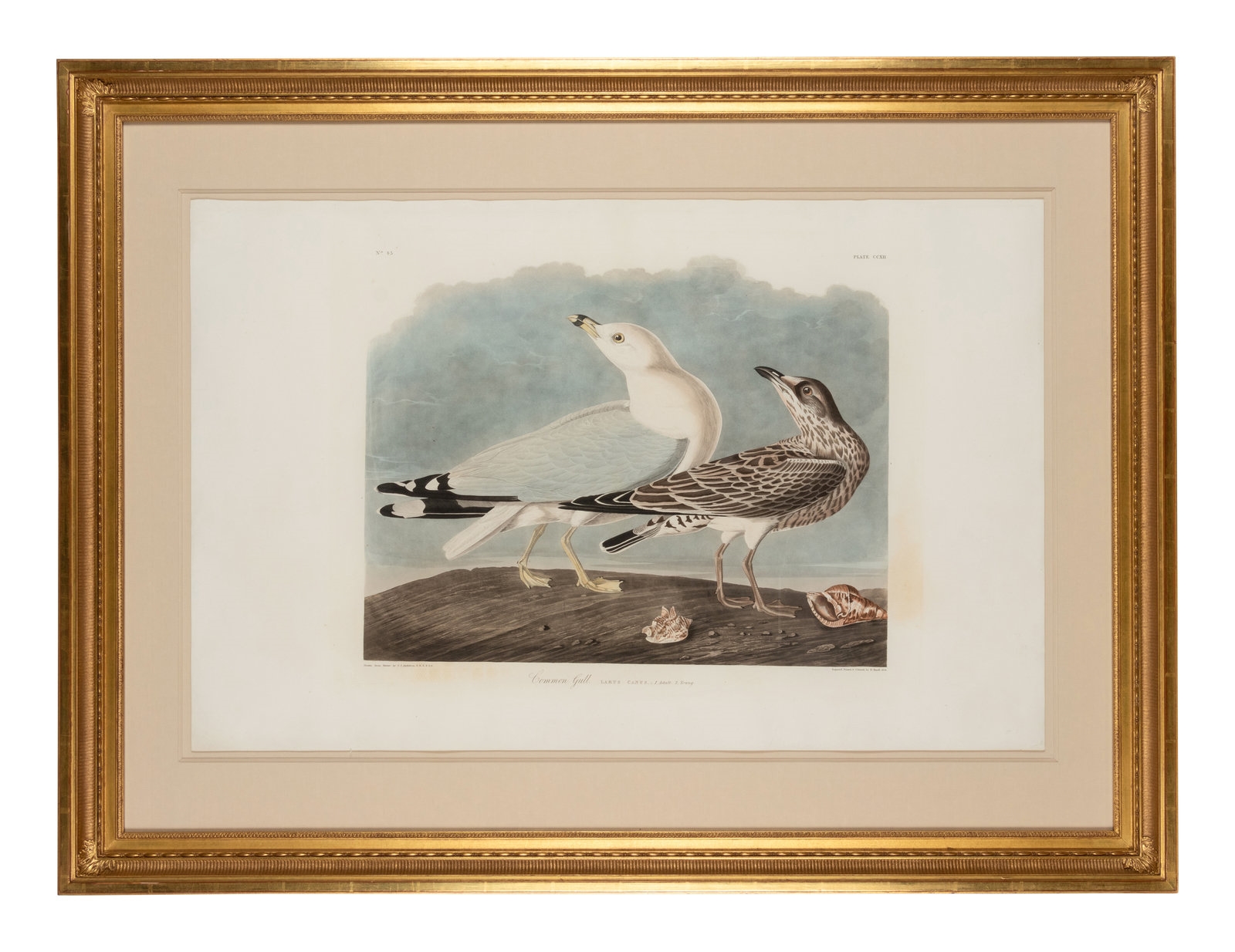 John James Audubon | Larus canus | MutualArt