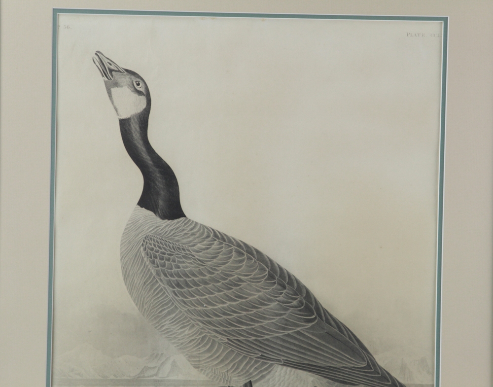 John James Audubon | Hutchins Barnacle Goose | MutualArt