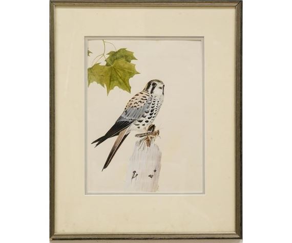 Robert Stein | A falcon and grasshopper (20th Century) | MutualArt