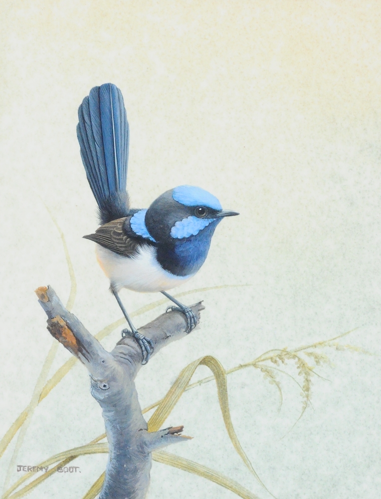 Jeremy Boot | Blue Wren | MutualArt