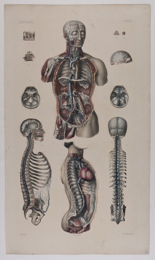 Nicolas Henri Jacob | Original monumental plate drawn after nature ...